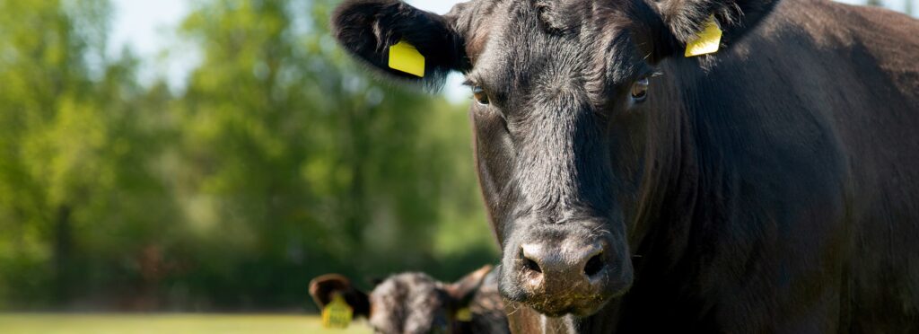 Meat Processing Services - Schmidt's Custom Meats